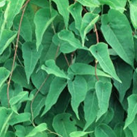 Fo-Ti – Health Information Library | PeaceHealth